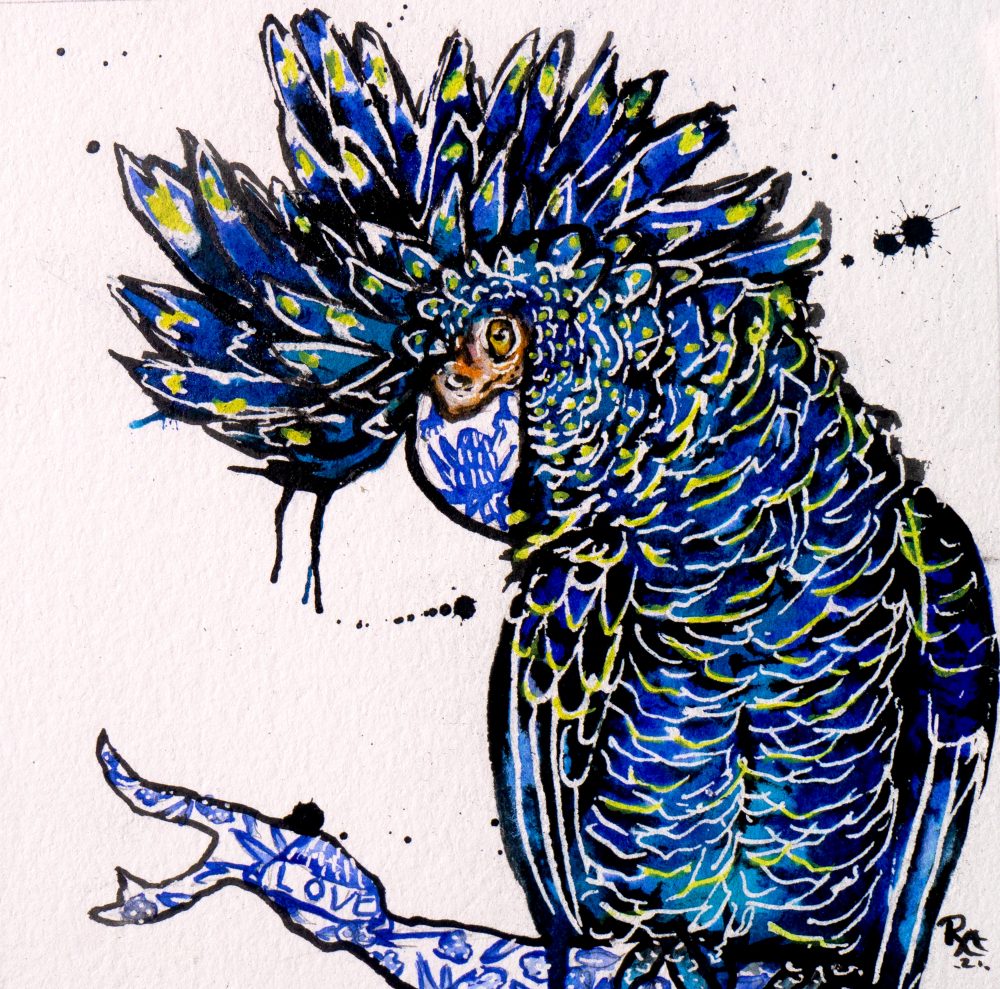 Sapphire – Red-tailed Black Cockatoo – KAB Gallery