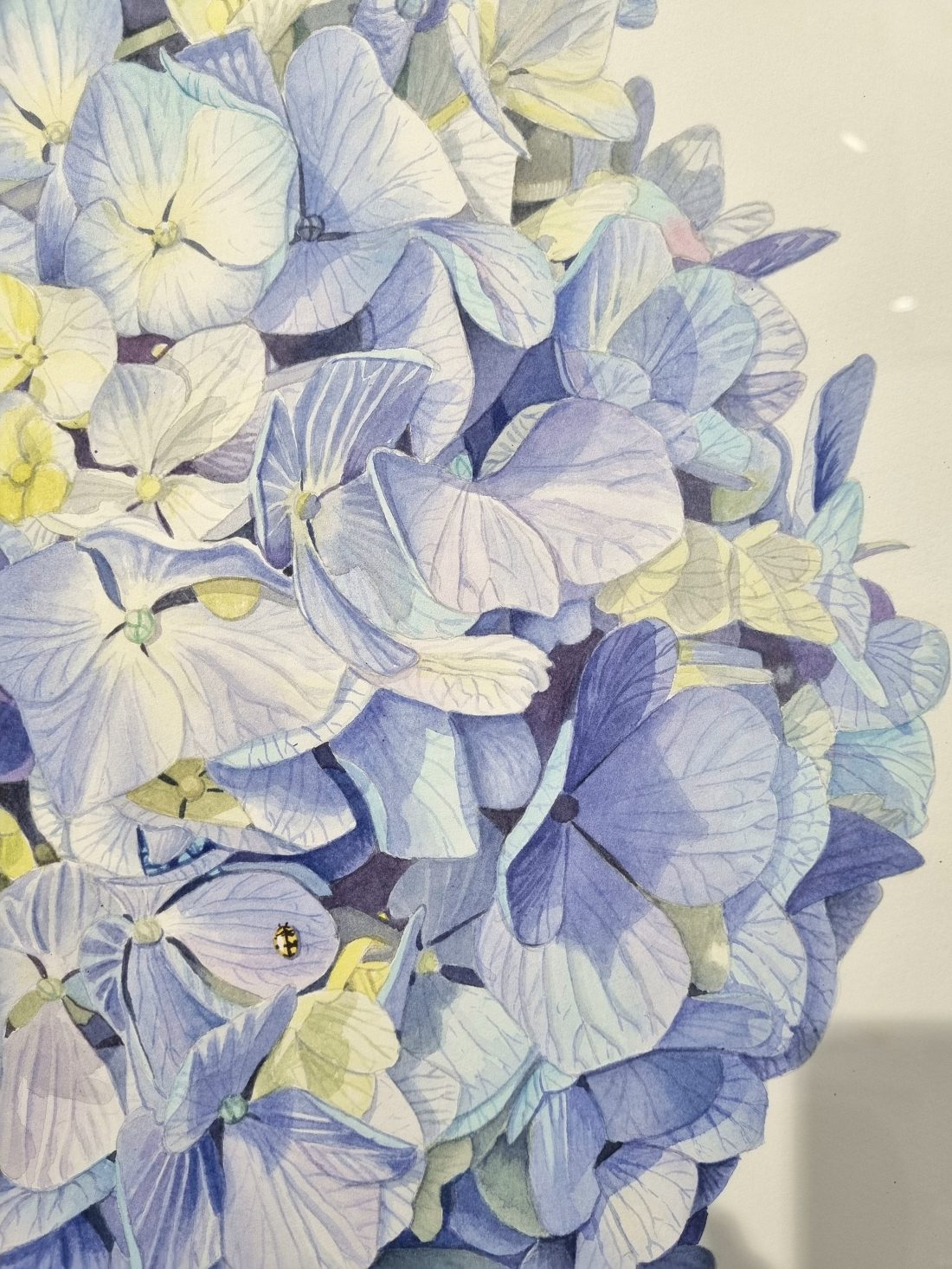 Hydrangea – KAB Gallery