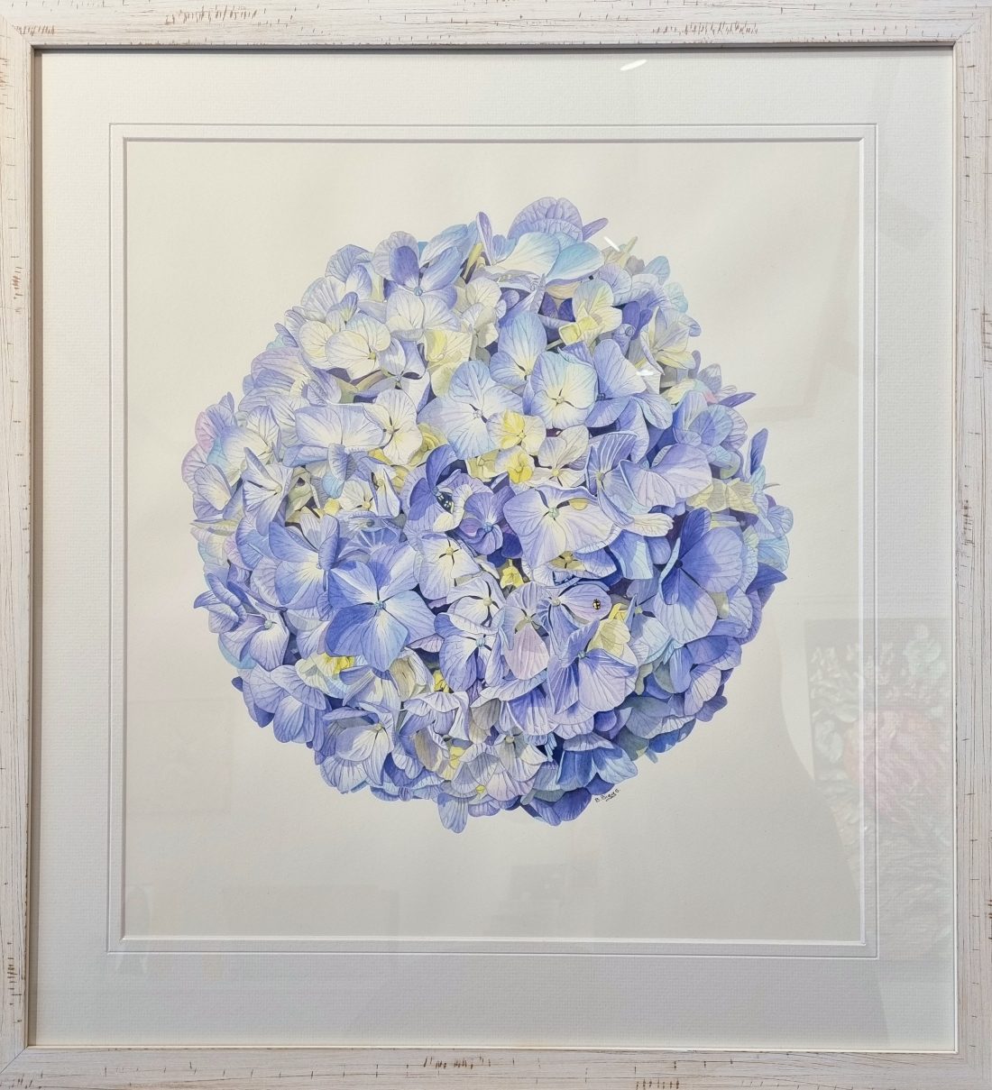 Hydrangea – KAB Gallery