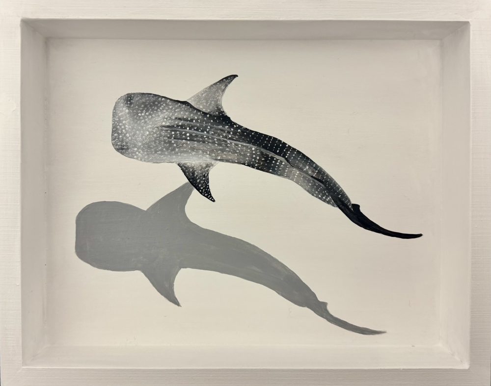 Ocean Shadow Box Feat. Whale Shark – KAB Gallery